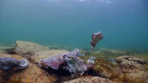 Giant Australian Cuttlefish Sepia apama ... | Stock Video | Pond5