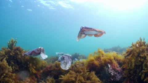 Giant Australian Cuttlefish Sepia apama ... | Stock Video | Pond5
