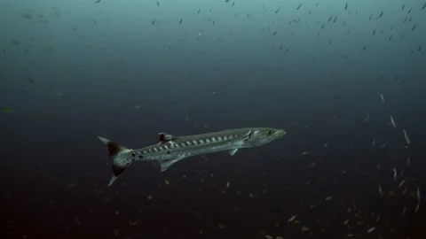 Giant barracuda in 4k while scuba diving... | Stock Video | Pond5