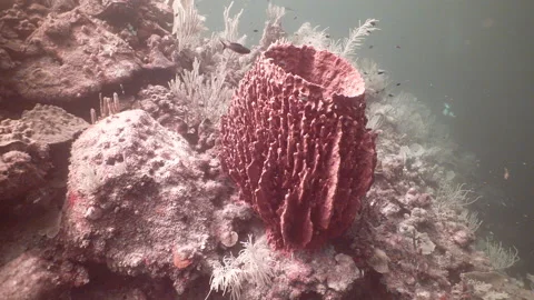 Barrel Wall Stock Footage ~ Royalty Free Stock Videos | Pond5