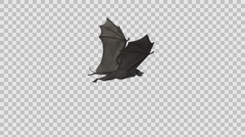 Giant Bat - Flying Loop - Back Angle - A... | Stock Video | Pond5