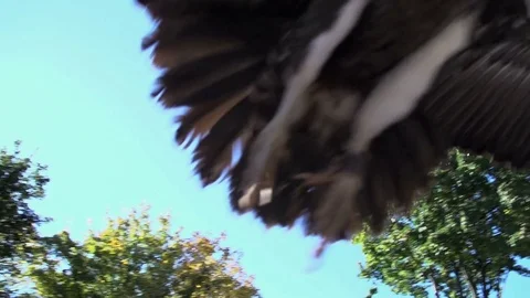 giant bird flying in slow motion. wildli... | Stock Video | Pond5