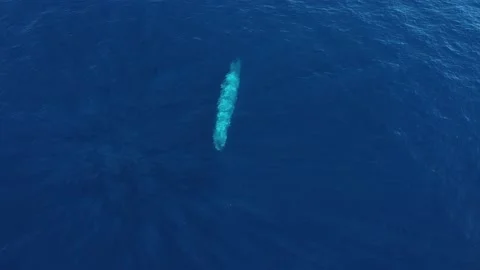 Giant Blue Whale Spinning Underwater Bel... | Stock Video | Pond5