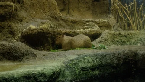 Giant Capybara in Osaka Aquarium. | Stock Video | Pond5