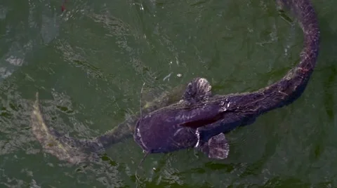 The giant catfish at cooling channel of ... | Stock Video | Pond5