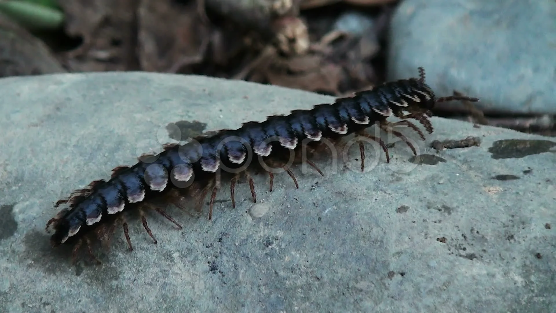 Giant Centipede Macro Hd Giant Centipede: S3, Eyes & 1st Spiracle