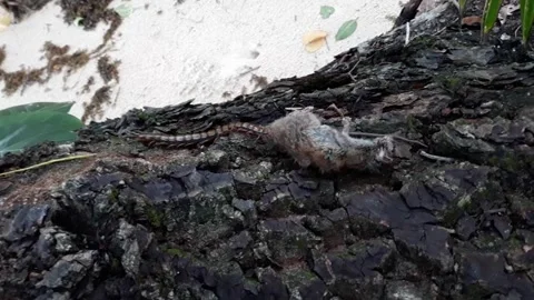 Giant Centipede Dragging a Black Rat Cur... | Stock Video | Pond5