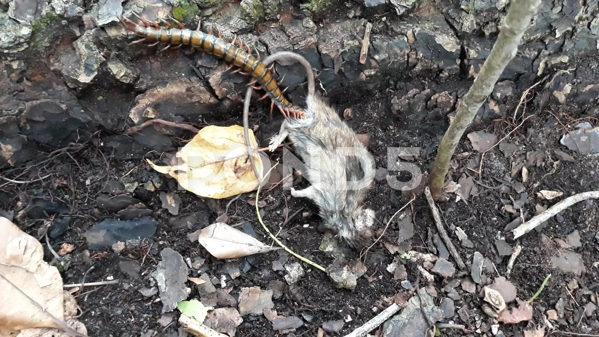 Eating Giant Centipede What Do Centipedes Eat? | Miche Pest Control