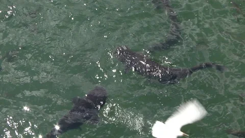Giant Chernobyl catfish swim in the radi... | Stock Video | Pond5