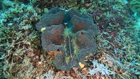 Giant Clam Spawning (Tridacna Squamosa) ... | Stock Video | Pond5