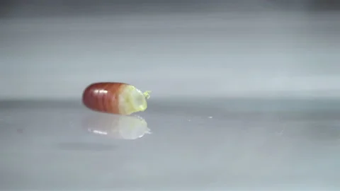 Giant Cockroach Just Dropped A Red Capsu... | Stock Video | Pond5