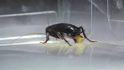 Giant Cockroach Just Dropped A Red Capsu... | Stock Video | Pond5