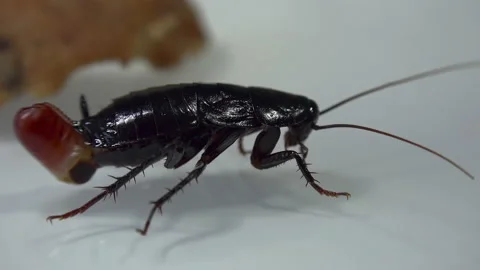 Giant Cockroach Just Dropped A Red Capsu... | Stock Video | Pond5