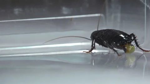 Giant Cockroach Just Dropped A Red Capsu... | Stock Video | Pond5