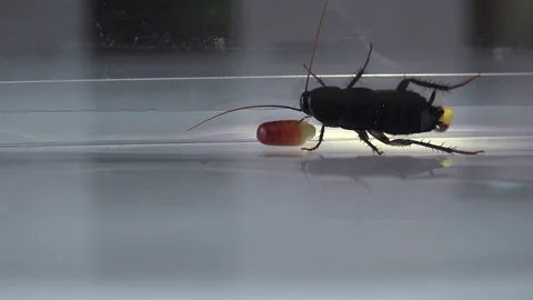Giant Cockroach Just Dropped A Red Capsu... | Stock Video | Pond5