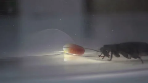 Giant Cockroach Just Dropped A Red Capsu... | Stock Video | Pond5