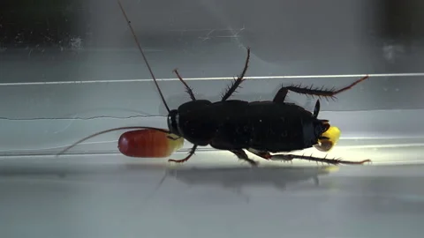 Giant Cockroach Just Dropped A Red Capsu... | Stock Video | Pond5