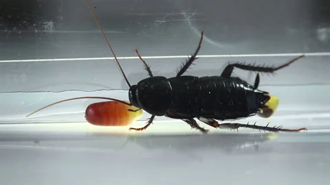 Giant Cockroach Just Dropped A Red Capsu... | Stock Video | Pond5
