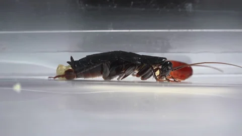 Giant Cockroach Just Dropped A Red Capsu... | Stock Video | Pond5