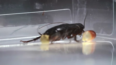 Giant Cockroach Just Dropped A Red Capsu... | Stock Video | Pond5