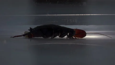 Giant Cockroach Just Dropped A Red Capsu... | Stock Video | Pond5