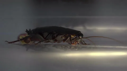 Giant Cockroach Just Dropped A Red Capsu... | Stock Video | Pond5