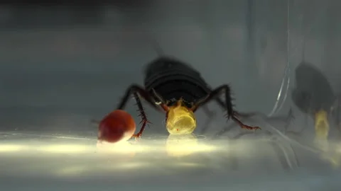 Giant Cockroach Just Dropped A Red Capsu... | Stock Video | Pond5