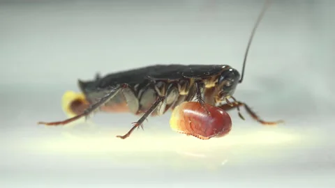 Giant Cockroach Just Dropped A Red Capsu... | Stock Video | Pond5