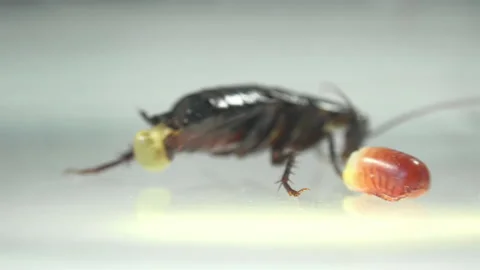 Giant Cockroach Just Dropped A Red Capsu... | Stock Video | Pond5
