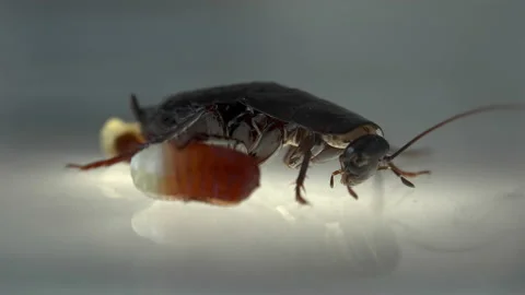 Giant Cockroach Just Dropped A Red Capsu... | Stock Video | Pond5