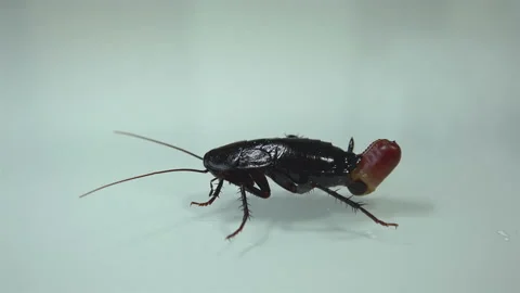 Giant Cockroach Just Dropped A Red Capsu... | Stock Video | Pond5