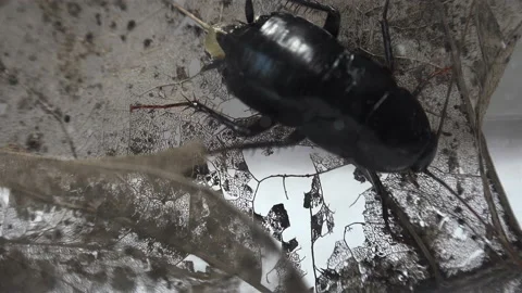 Giant Cockroach Just Dropped A Red Capsu... | Stock Video | Pond5