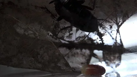 Giant Cockroach Just Dropped A Red Capsu... | Stock Video | Pond5