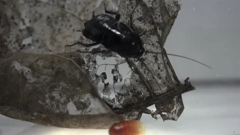 Giant Cockroach Just Dropped A Red Capsu... | Stock Video | Pond5