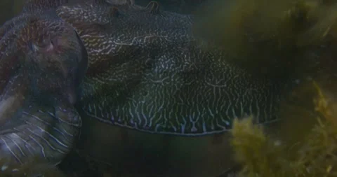 Giant Cuttlefish, Display, Dots On Body | Stock Video | Pond5