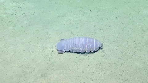 Giant Deep Sea Isopod | Stock Video | Pond5