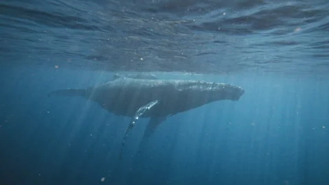 A Giant Female Humpback Whale (Megaptera... | Stock Video | Pond5