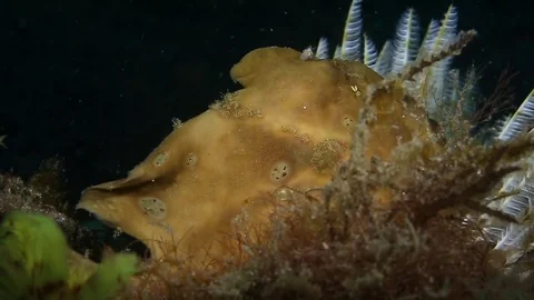 Frogfish Stock Video Footage | Royalty Free Frogfish Videos | Pond5