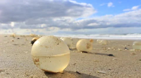 Giant Gastropod Egg Capsules on the beac... | Stock Video | Pond5