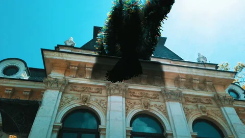 Creature Legs Stock Videos – Royalty-Free HD & 4K Videos