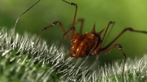 Pedipalps Stock Video Footage | Royalty Free Pedipalps Videos | Pond5