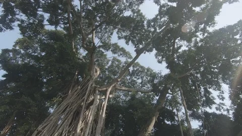 giant holy tree with religious altar in ... | Stock Video | Pond5