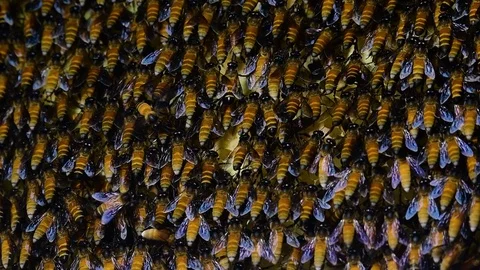 Giant Honey Bees are known to build larg... | Stock Video | Pond5