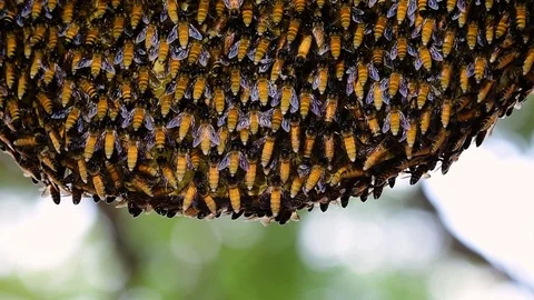 Giant Honey Bees are known to build larg... | Stock Video | Pond5