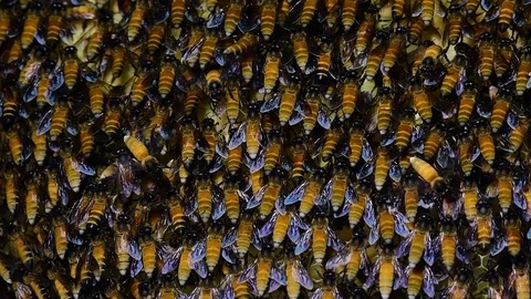 Giant Honey Bees are known to build larg... | Stock Video | Pond5