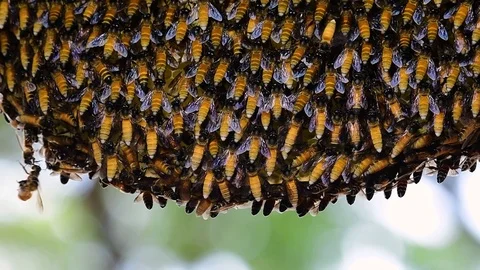 Giant Honey Bees are known to build larg... | Stock Video | Pond5