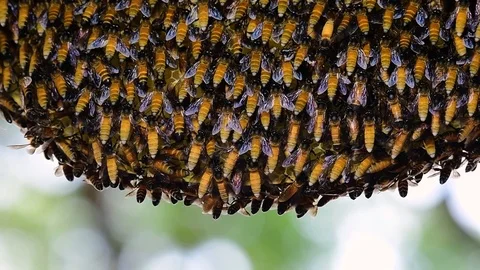 Giant Honey Bees are known to build larg... | Stock Video | Pond5