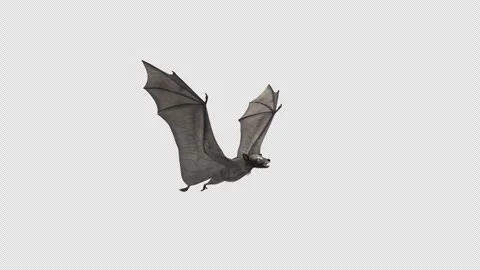Giant Horror Bat - Flying Loop - Side An... | Stock Video | Pond5