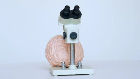 Giant Human Brain Model Under Microscope... | Stock Video | Pond5
