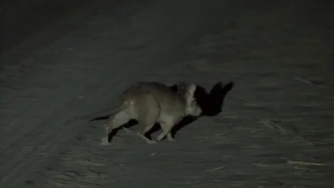 Rat Running Stock Video Footage | Royalty Free Rat Running Videos | Pond5